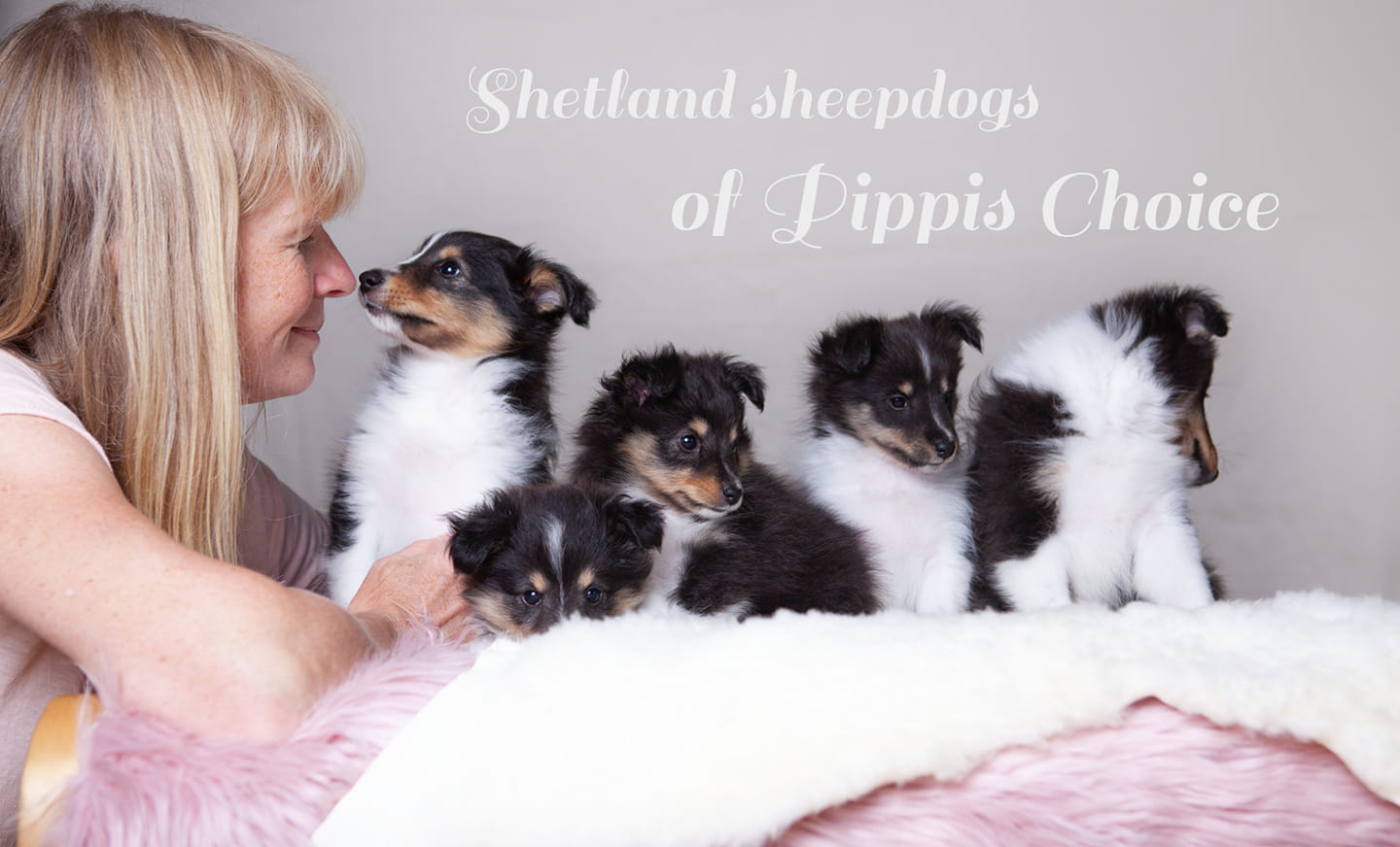 Shelties of Pippis Choice – We are a small kennel of breeding Shetland sheepdogs